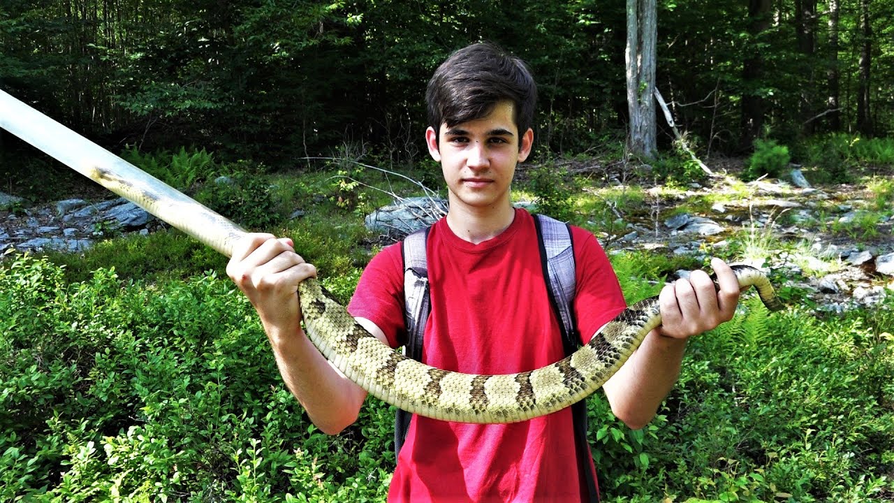 HUNTING TIMBER RATTLESNAKES 2020 - 25 SNAKES! + 50" Yellow Phase ...