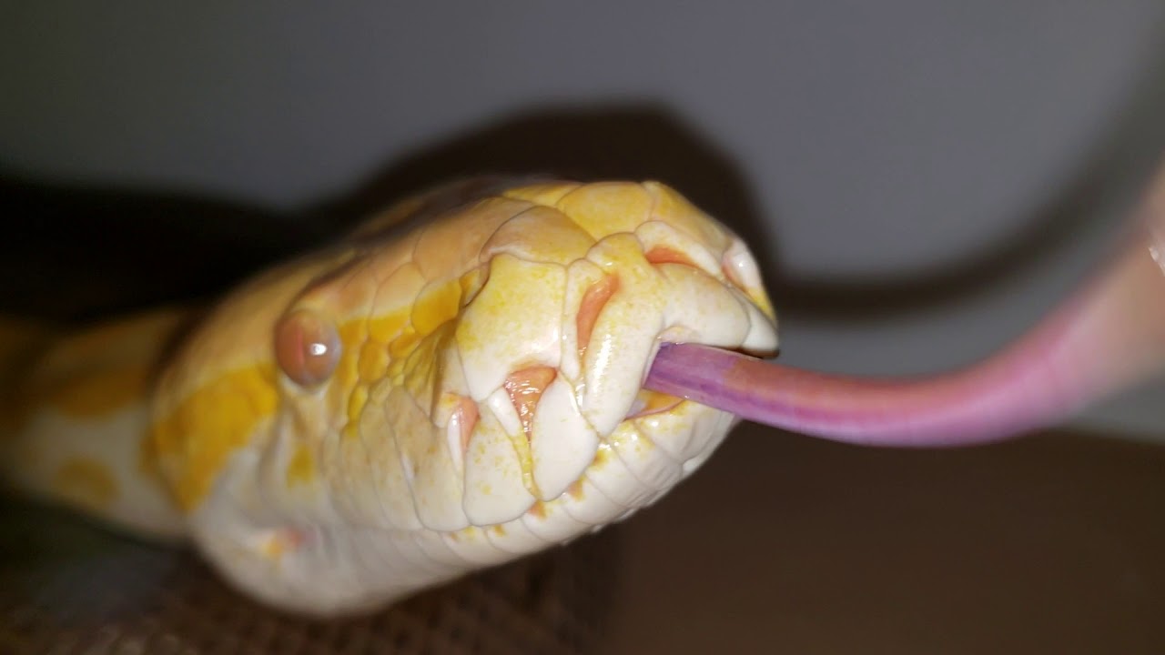 Snake face up close - YouTube