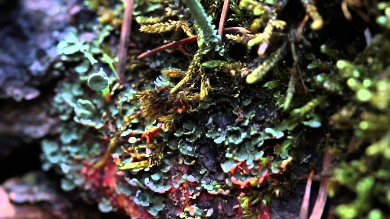 Pioneer - Firefly Burning - YouTube