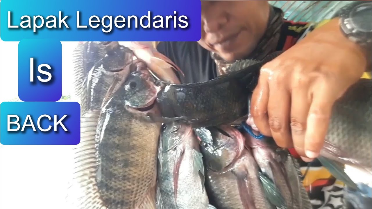 LAPAK LEGENDARIS , HASILNYA = PANEN - YouTube