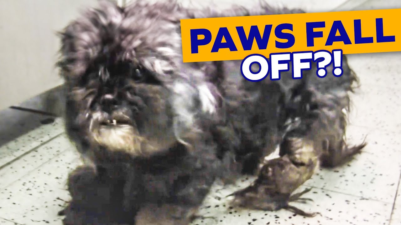 DOG'S PAWS FALL OFF?! Extreme Neglect Uncovered Shaving Matted Dog ...
