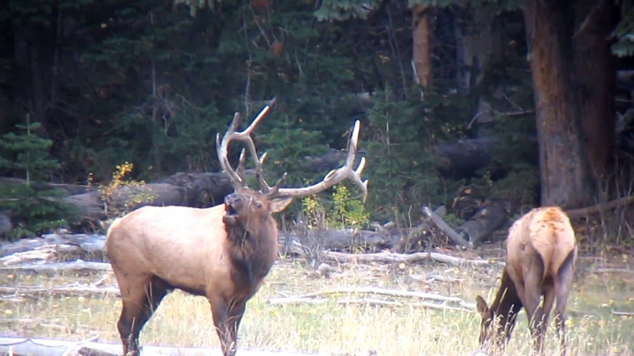Utah Giants Velvet Bull Elk - Tines Up Tuesday Episode 78 - YouTube