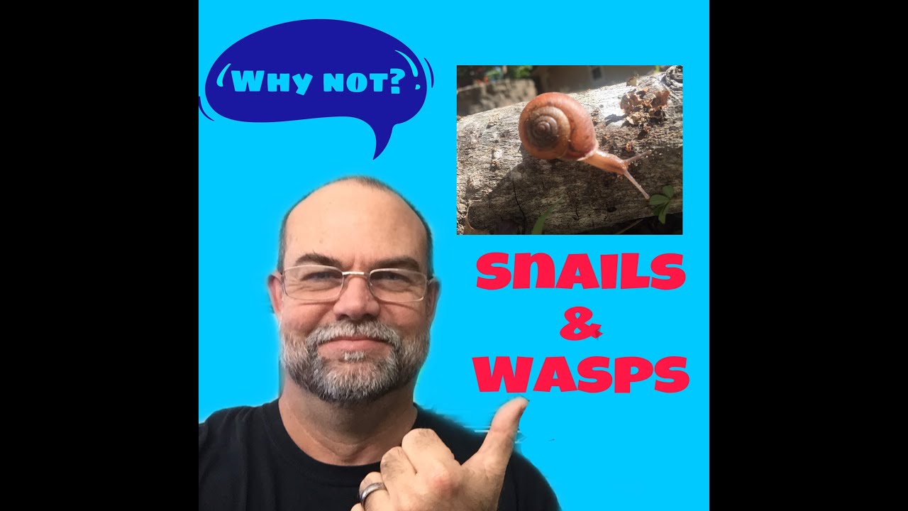 Snails & Wasps - YouTube