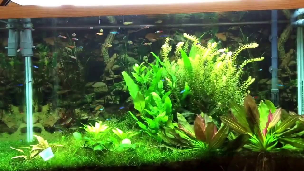 340 liter fish tank - YouTube