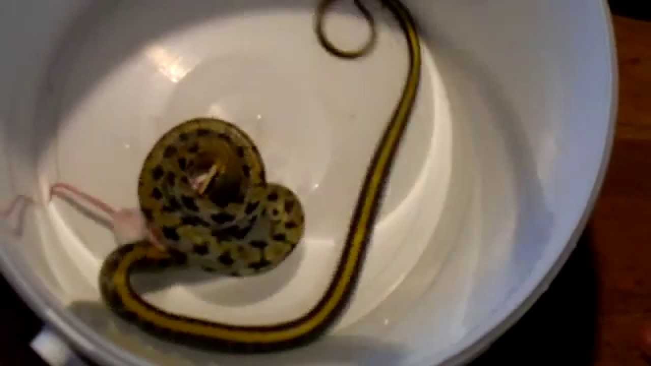 taiwanese rattenslang aan het ontbijt - YouTube