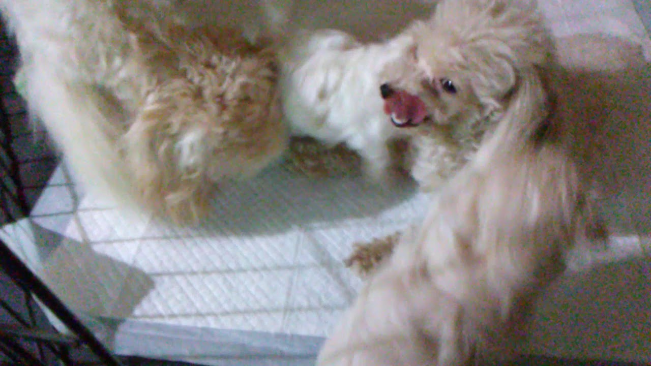 Five week old maltipoos - YouTube