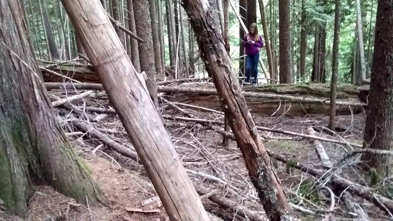 This is the spot we heard a solid growl. Tree structures and no added ...