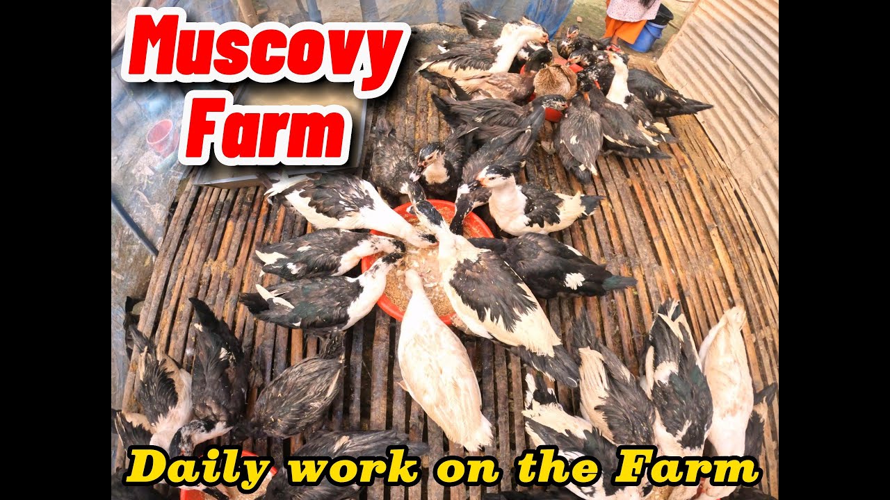 Muscovy Farming || Feeding Time || Daily work on the Farm || My Duck ...