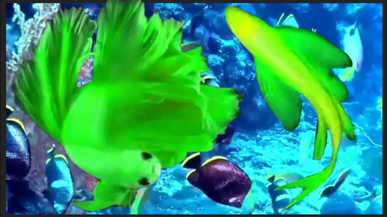 green fish tank Green betta fish - Stop Motion Mukbang Colorful Cute ...