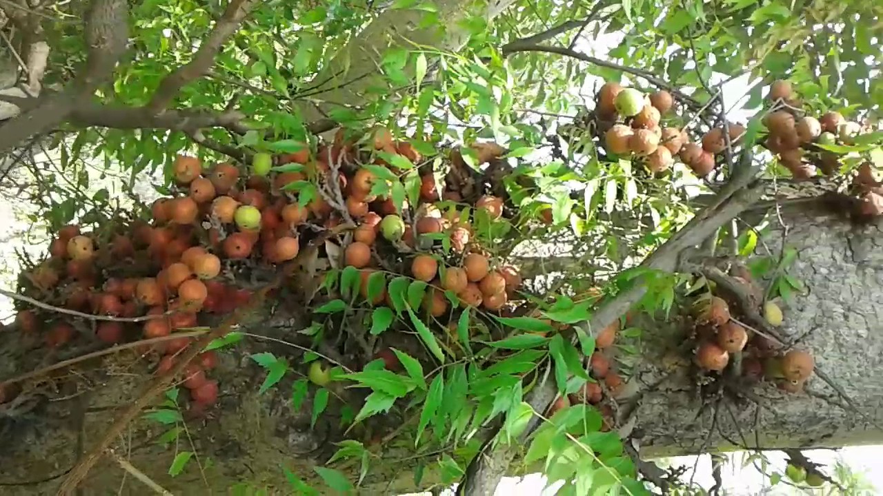 Athipalam video - YouTube