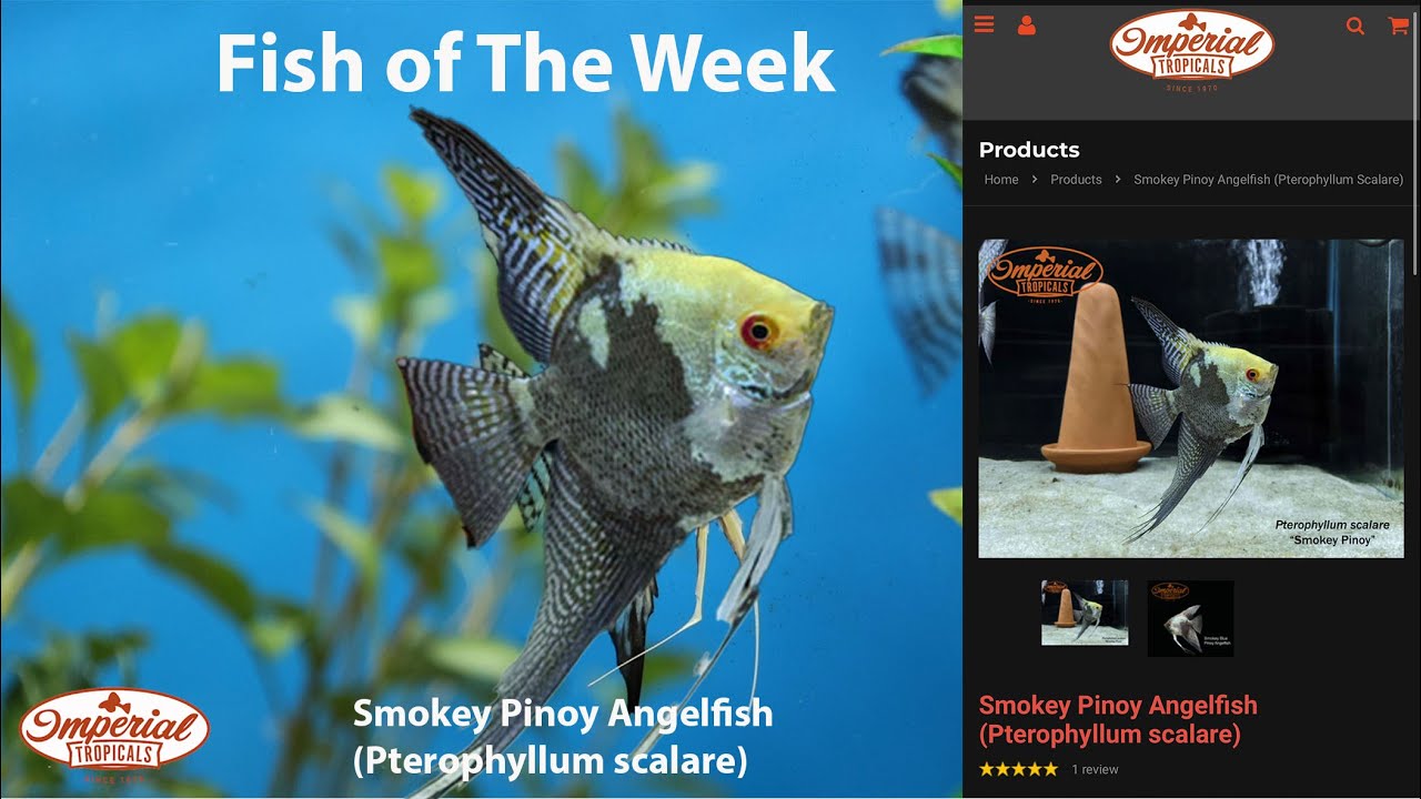 Smokey Pinoy Angelfish (Pterophyllum scalare) ️🐟 #imperialtropicals ...