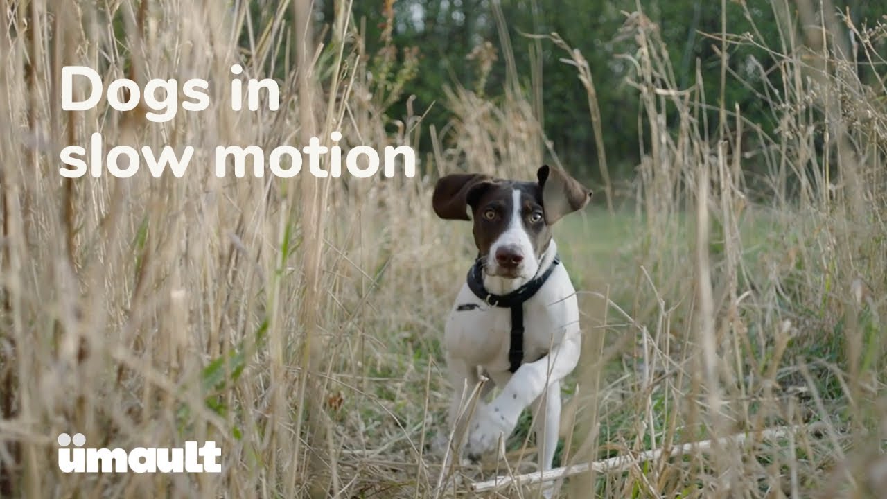 Dogs in slow motion - YouTube