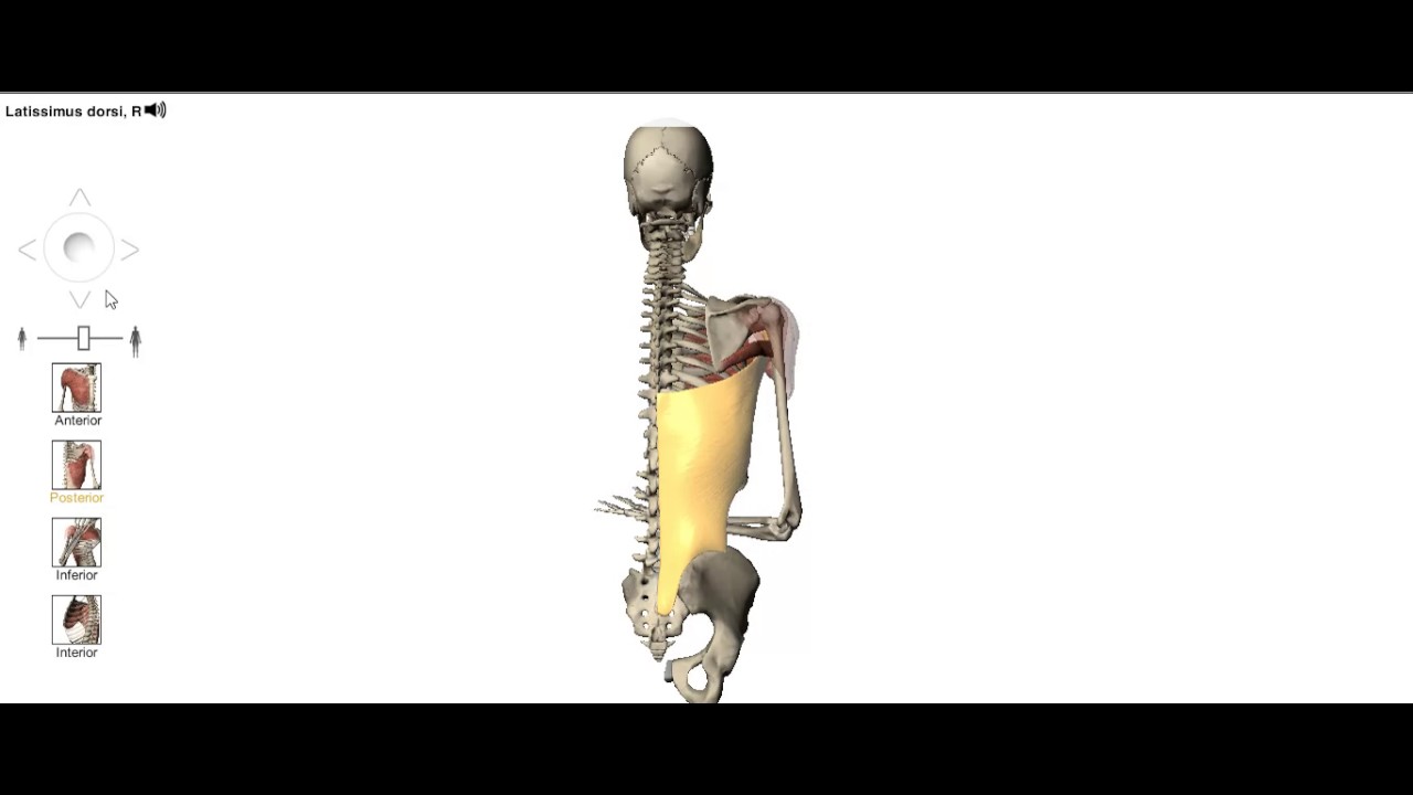 Shoulder Medial Rotation - YouTube