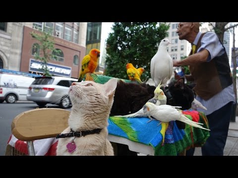 Street Animals in New York 2016
