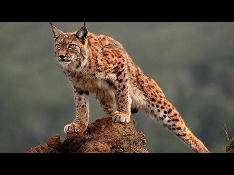 Vaşağın Avlanma Anı - Erzincan