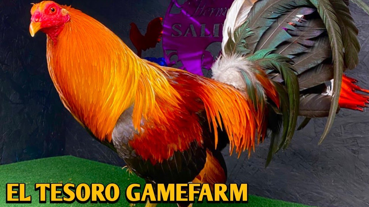 Sweater Hatch Kelso - EL TESORO FARM - YouTube