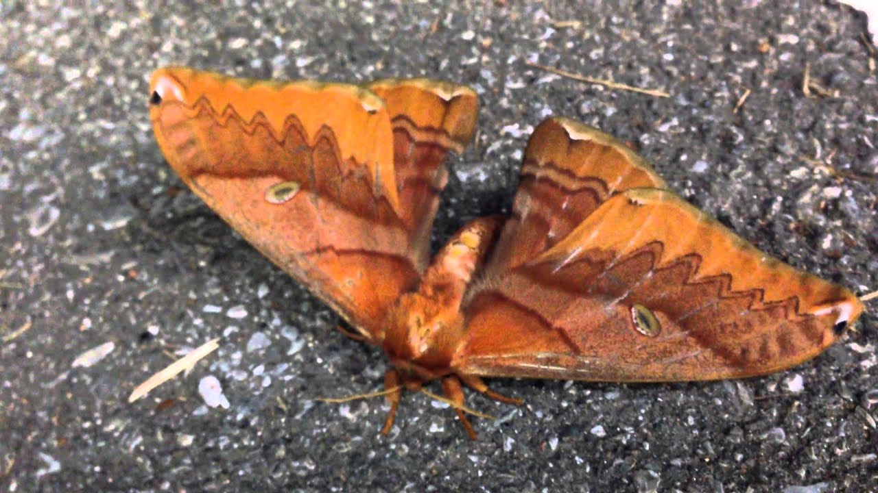 Dying Hawk Moth - YouTube