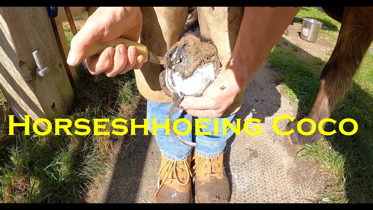 Shoeing Coco - YouTube