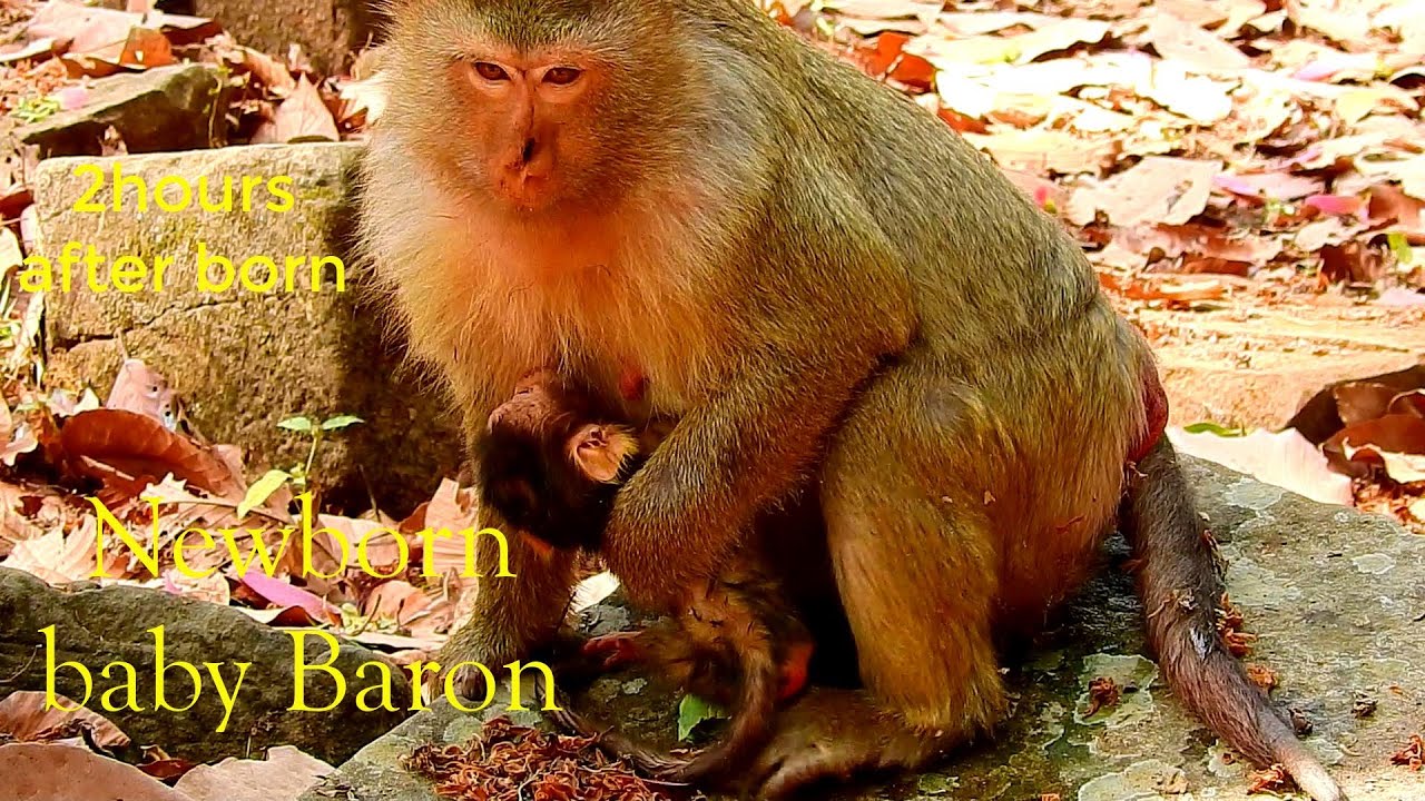 Welcome hybrid baby Baron just born with healthy, Monkey Brianna giving ...