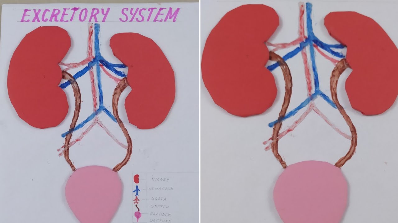2D/HOW TO MAKE MODEL OF HUMAN EXCRETORY SYSTEM||MODEL OF URINARY SYSTEM ...