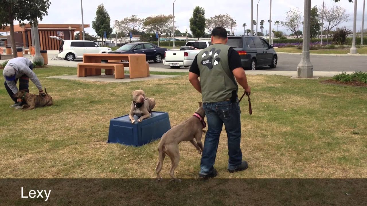 Pit Bull Training Los Angeles Orange Couty San Diego | Sandlot K9 ...