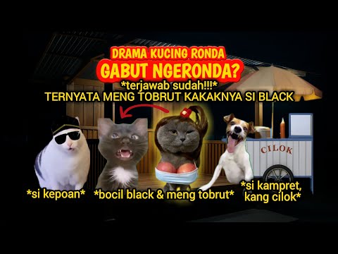DRAMA KUCING RONDA : TERNYATA SI MENG TOBRUT⁉️ #kucing #memes #memekucing #catmemes #cat 