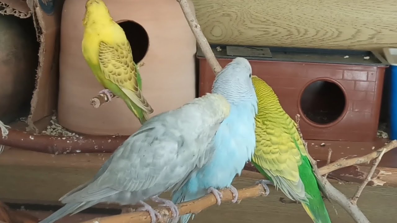Turn Your WILD BUDGIES Into A High Performing Machine😱| Budgerigar ...