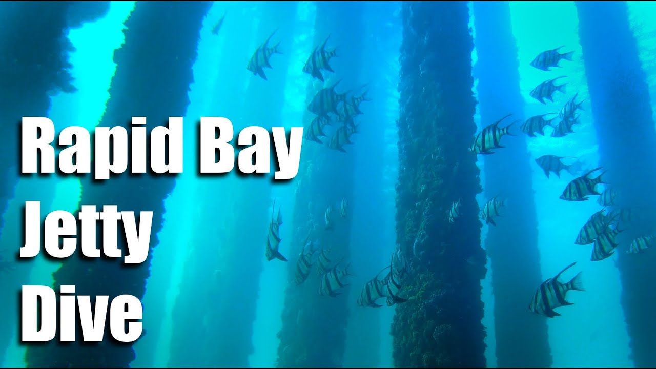 Rapid Bay Jetty dive - YouTube