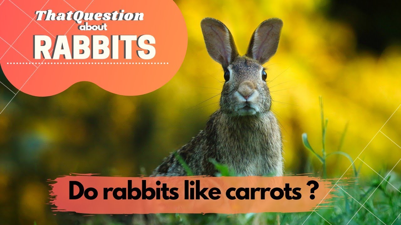 DO RABBITS LOVE CARROTS? |ThatQuestion about RABBITS - YouTube