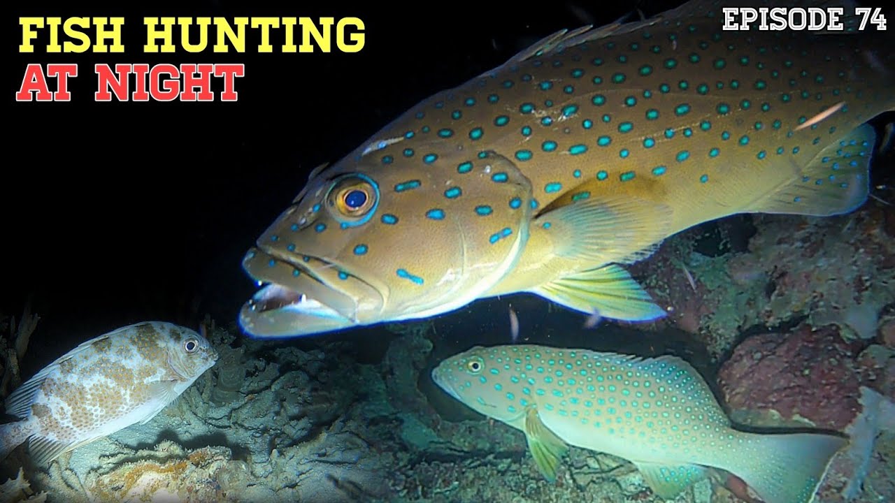 NIGHT SPEARFISHING EPISODE 74 | FISH HUNTING AT NIGHT - YouTube