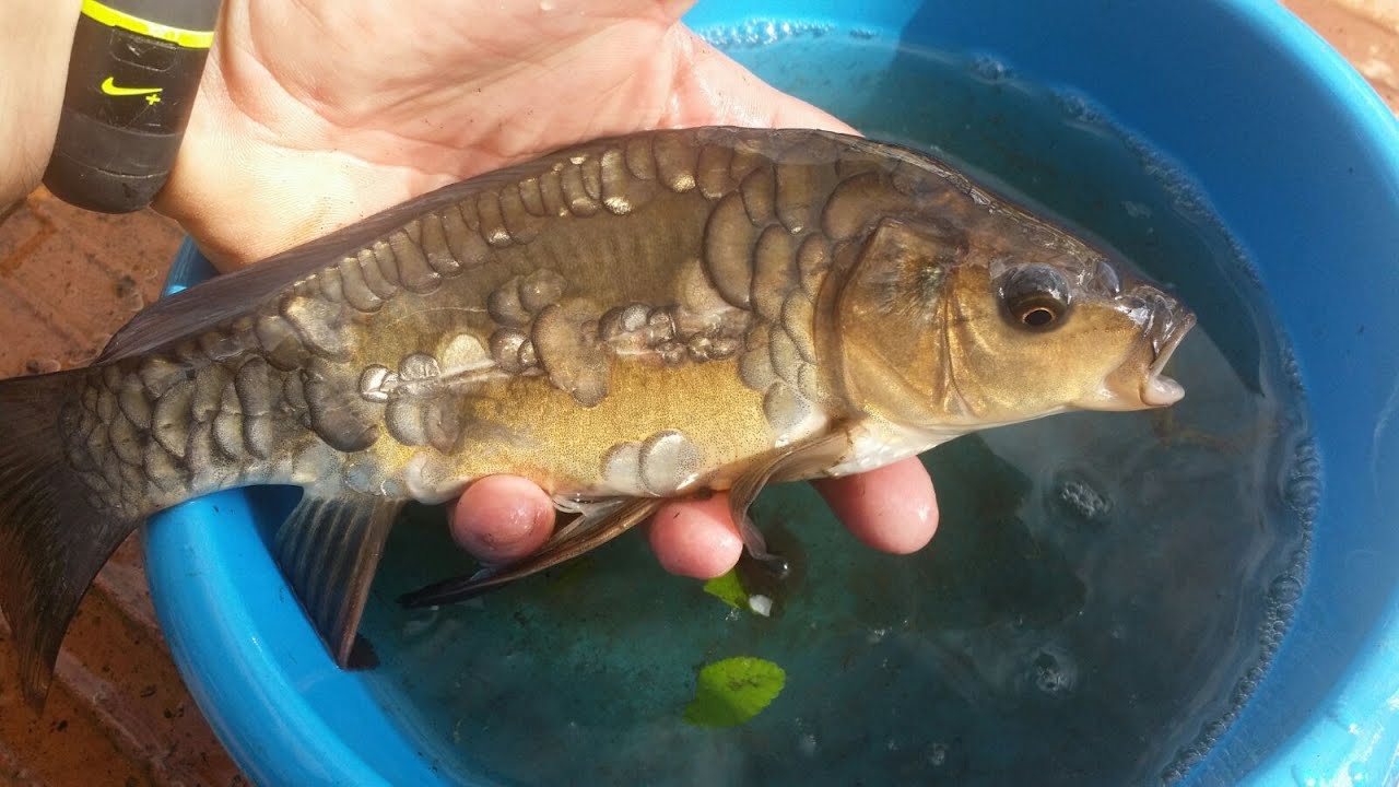 Pez mutante - Koi doitsu mariposa color original - Actualización 2.016 ...