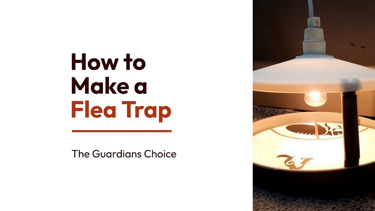 How To Make A Flea Trap That Actually Attracts Fleas | How to Make a ...