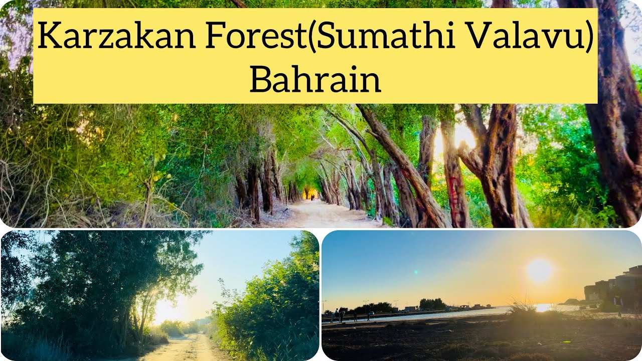 Karzakan Forest In Bahrain🌳🌴 |Sumathi Valavu(സുമതി വളവ്) 😳😳| Evening ...