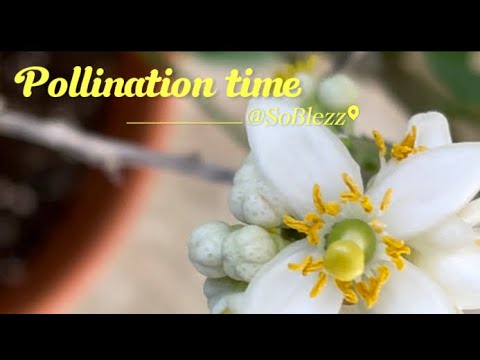 It’s Time To Hand Pollinate Meyer Lemon Tree #gardening #gardeningforbeginners #garden - YouTube
