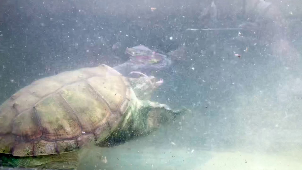 Common Snapping Turtle (CST) eats mouse (Hunting Skill) June, 2020 ...