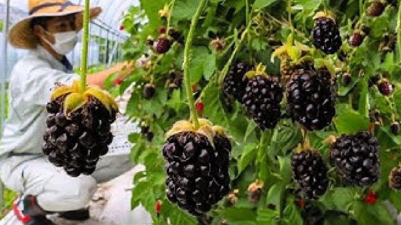 Как выращивают миллионы тонн ежевики — техника сбора ежевики в 2023 ...
