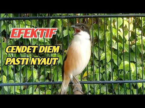 BURUNG CENDET GACOR PANCINGAN SUPER AMPUH CENDET MANAPUN - YouTube