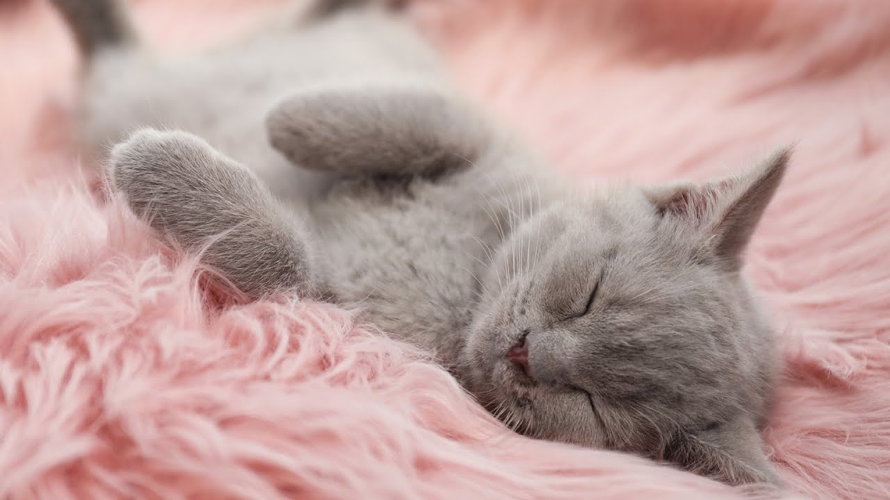 The Perfect Music to Make Your Kitten Go to Sleep - Cat Meowing Sleep ...
