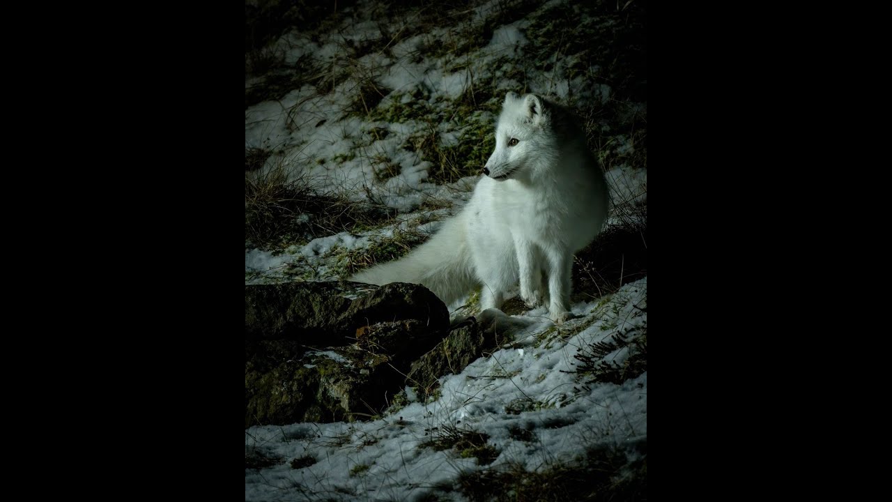 Photo hide in east of Iceland for Arctic foxes. - YouTube