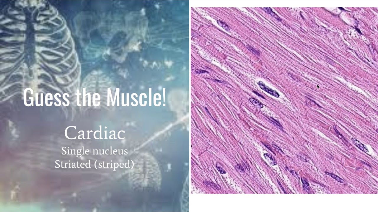 4/15/20 Muscles Lesson for 7th Grade Science Benchmark 1 - YouTube
