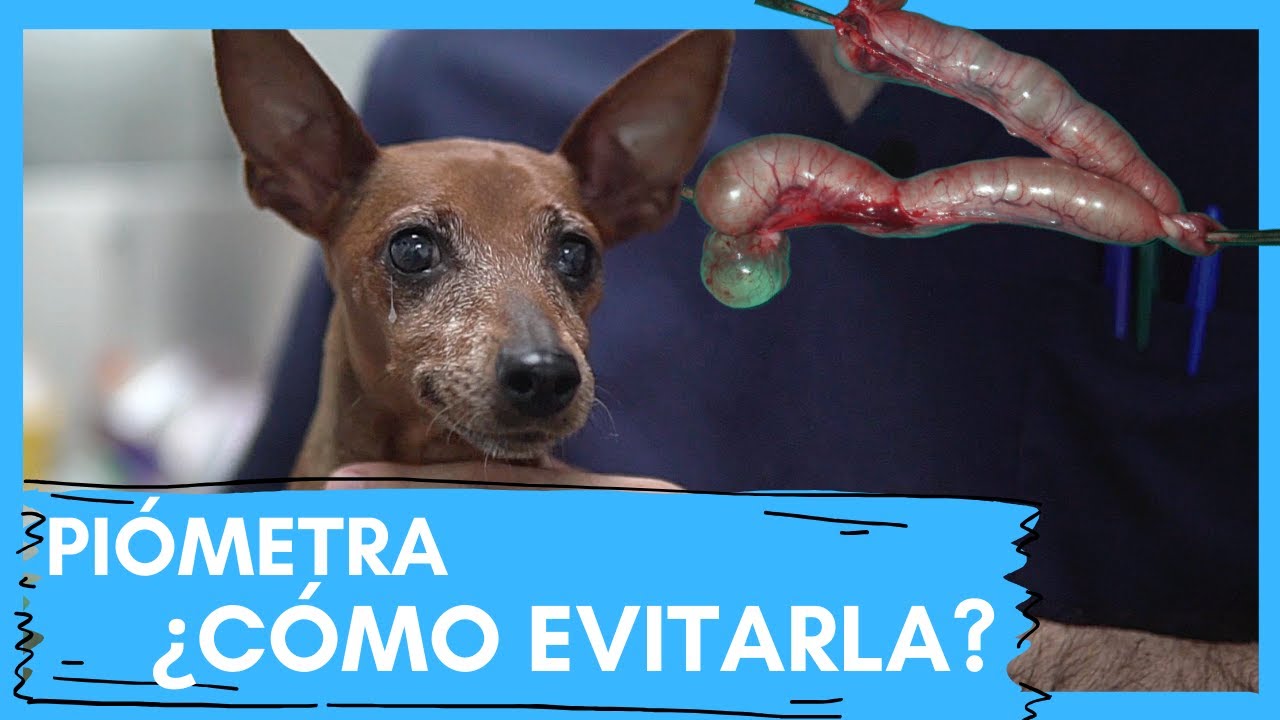 PROBLEMAS EN PERRAS 🐶 - ¿QUÉ ES LA PIÓMETRA Y CÓMO EVITARLA? - YouTube
