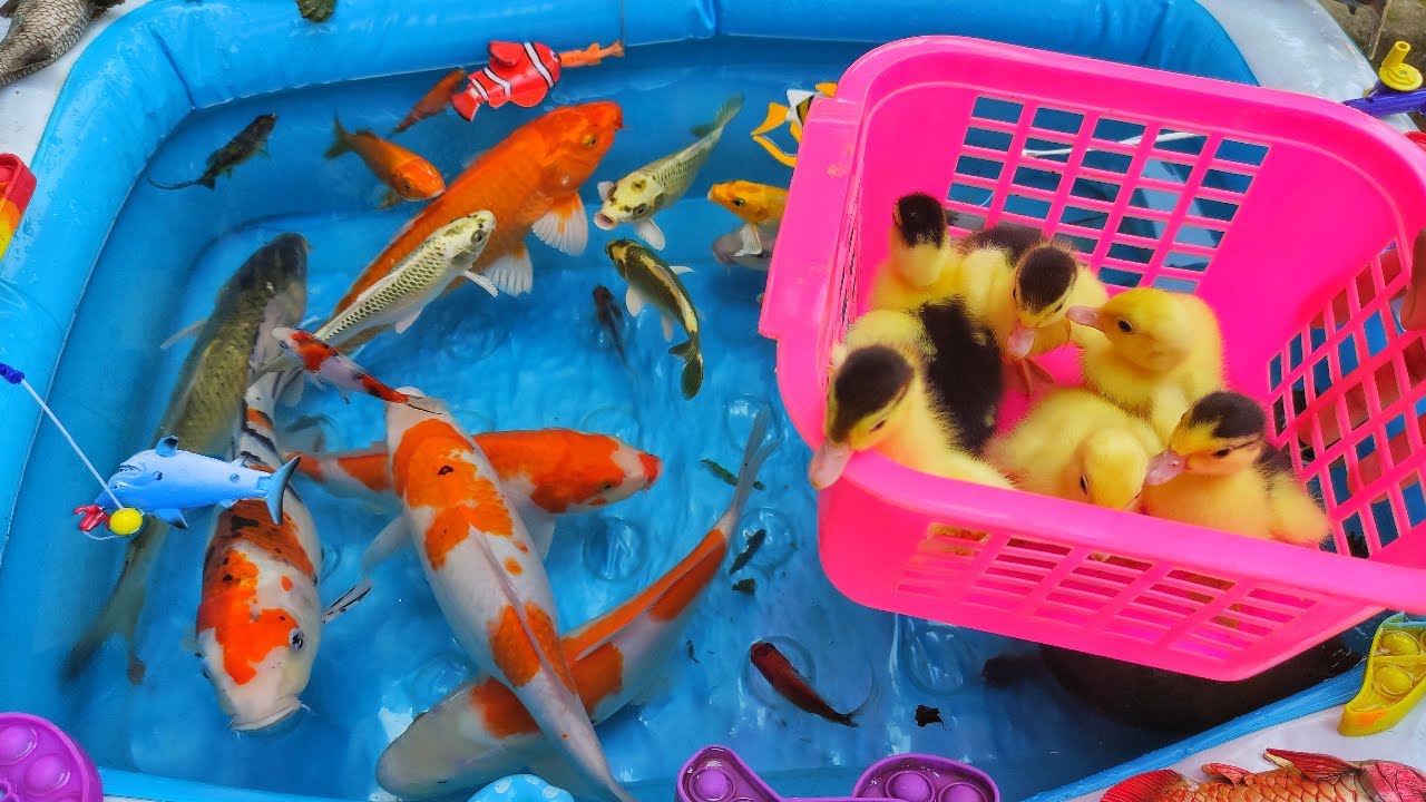 Memancing Ikan Hias Di Kolam, Bebek, Itik, Ikan Koi, Kura-Kura Asli ...