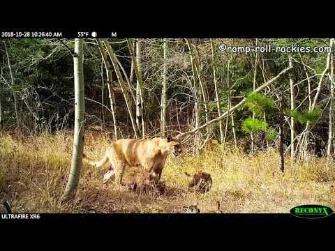 A mother mountain lion and triplet kittens! (10/28/18)