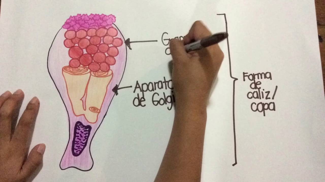 CÉLULAS CALICIFORMES (EQUIPO 1) - YouTube