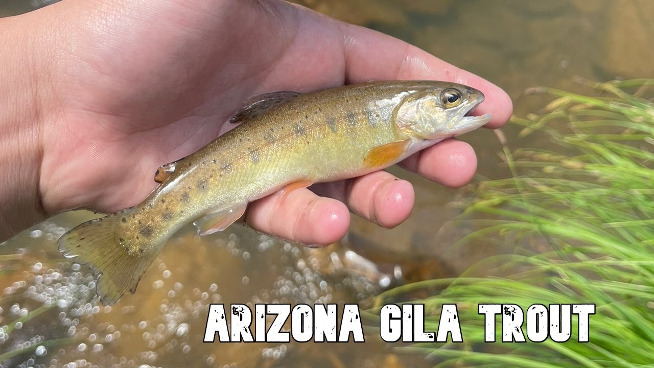 Arizona Gila Trout Fishing/Pesca De Trucha Gila En Arizona! (2023 ...