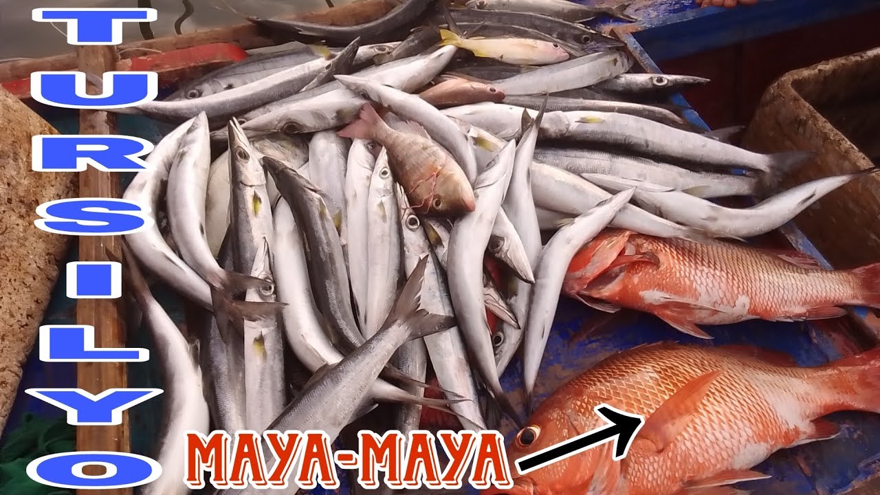 Nakarami sila ng huli Tursilyo at Maya-maya #buhaymandaragat - YouTube