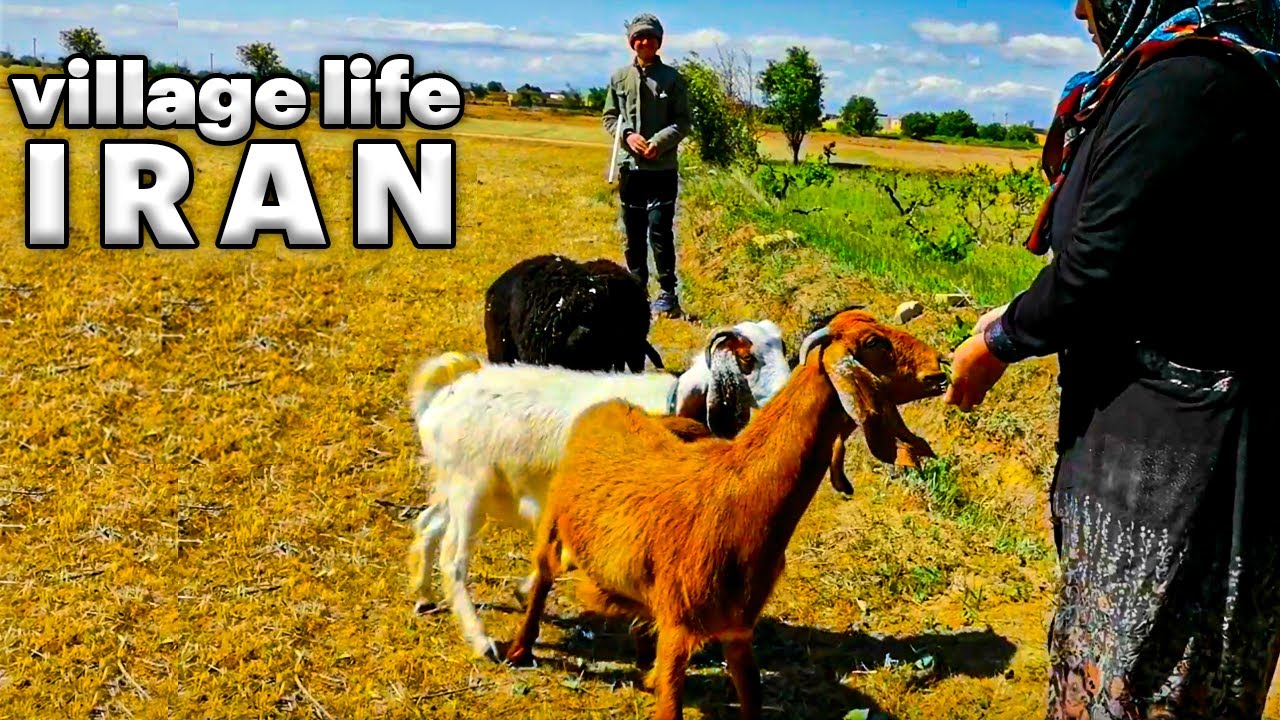 country daily life in the village vlog and rural cooking in iran - YouTube