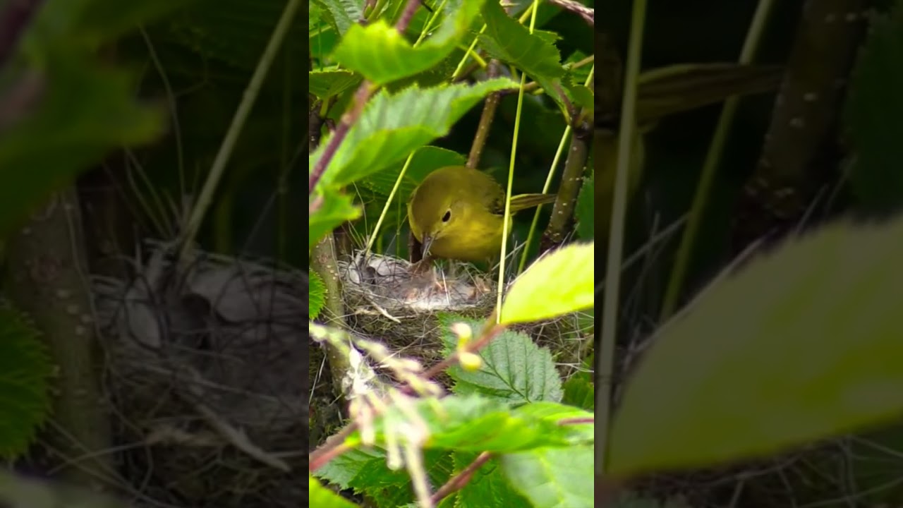 টুনটুনি পাখির জীবন কাহিনী | Bird story - Tuntuni birds & her baby's ...