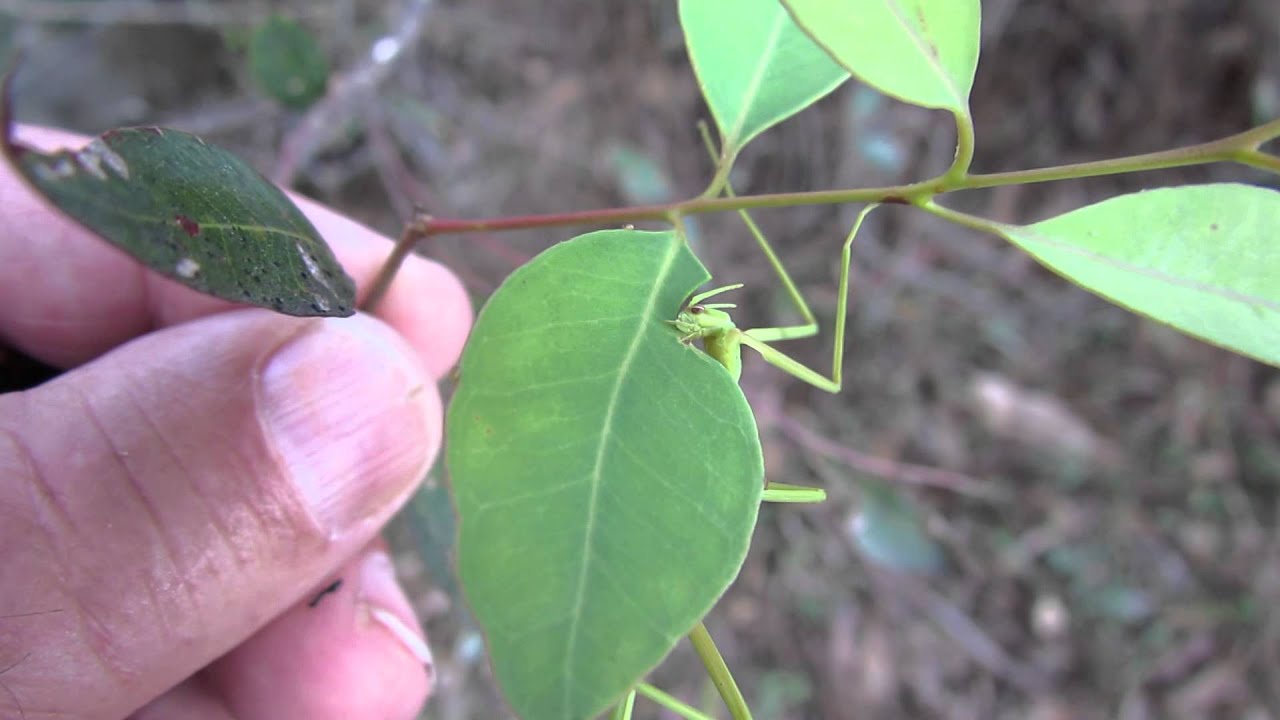 Spur legged Stick Insect Didymuria violescens - YouTube
