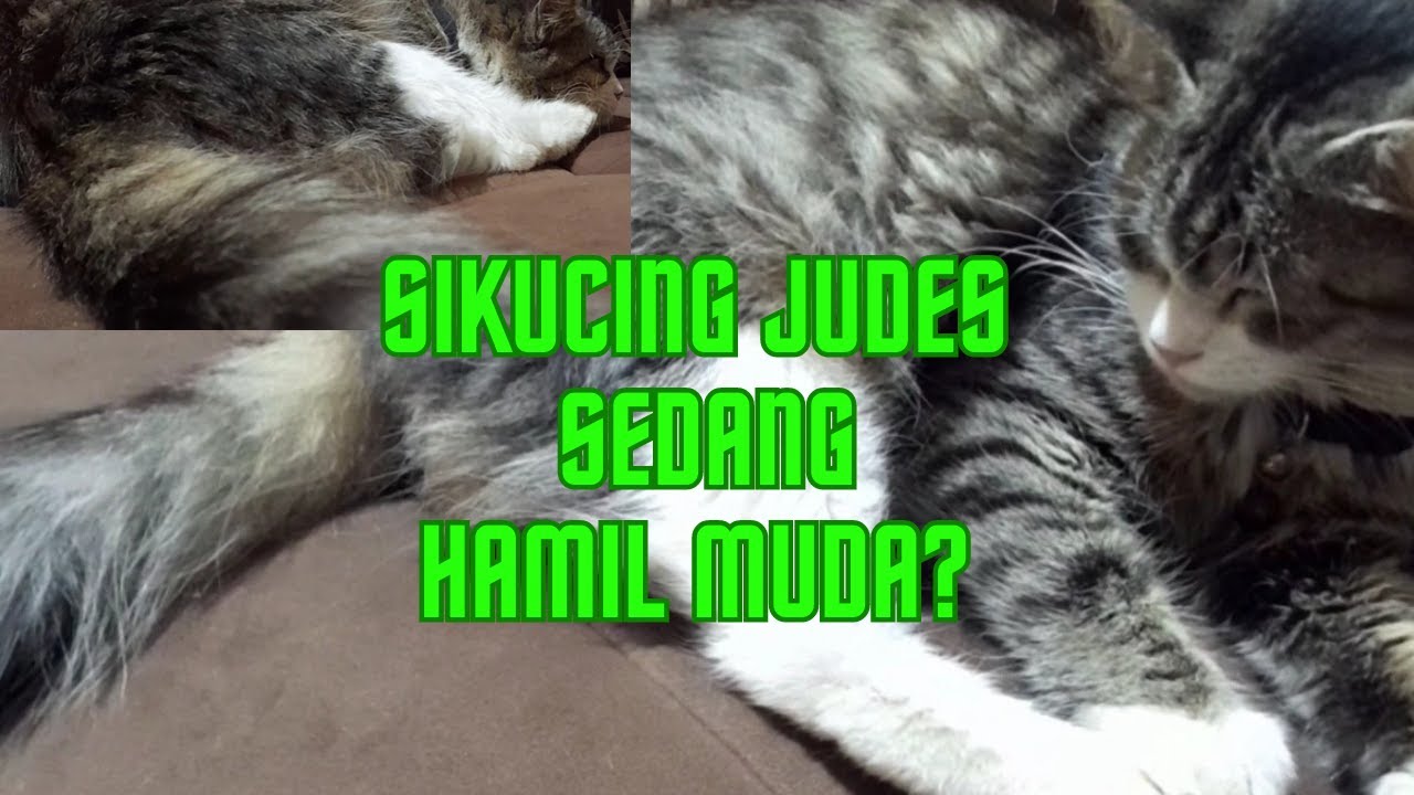 kucing lucu || kucing hamil muda mukanya judes lagi mager😼 - YouTube